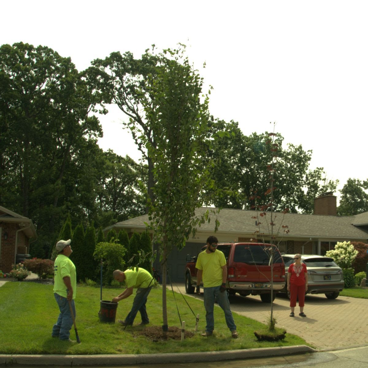 Dearborn to offer free tree planting services for residents